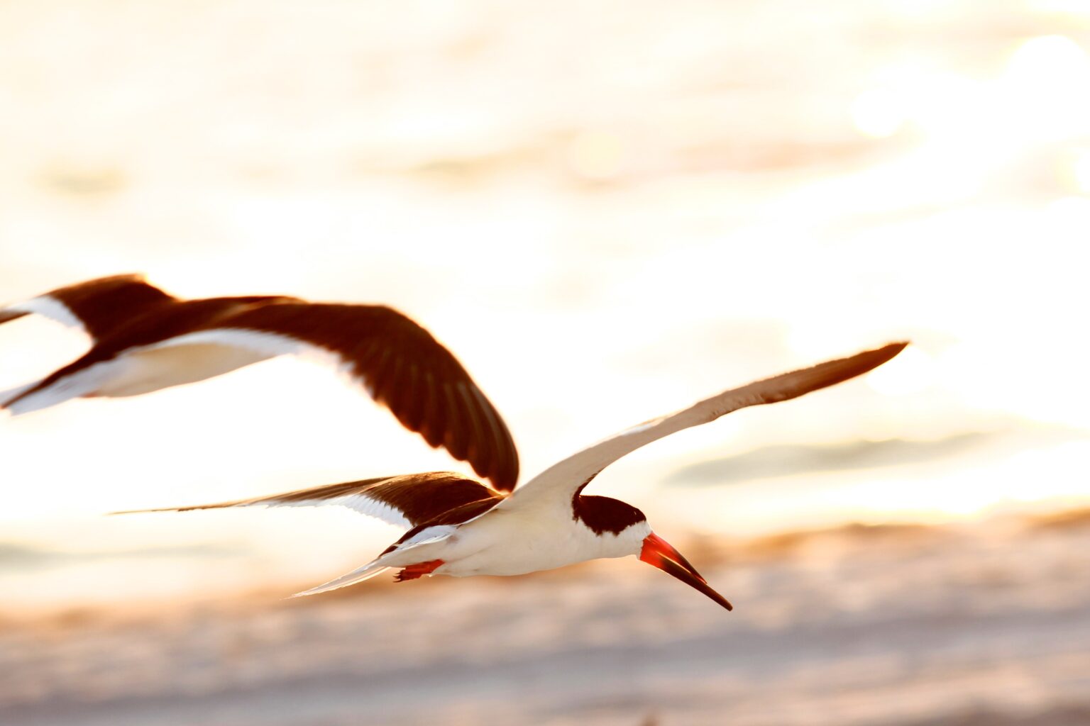 Sand Key Park in Photos: A Visual Tour of a Stunning Destination